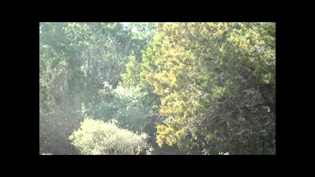 Mountain Cedar Tree Exploding With Pollen!
