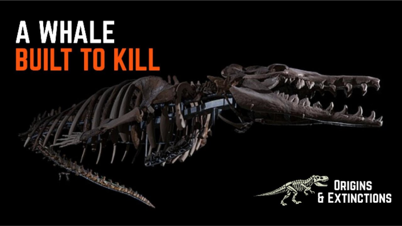 Basilosaurus, a whale built to kill