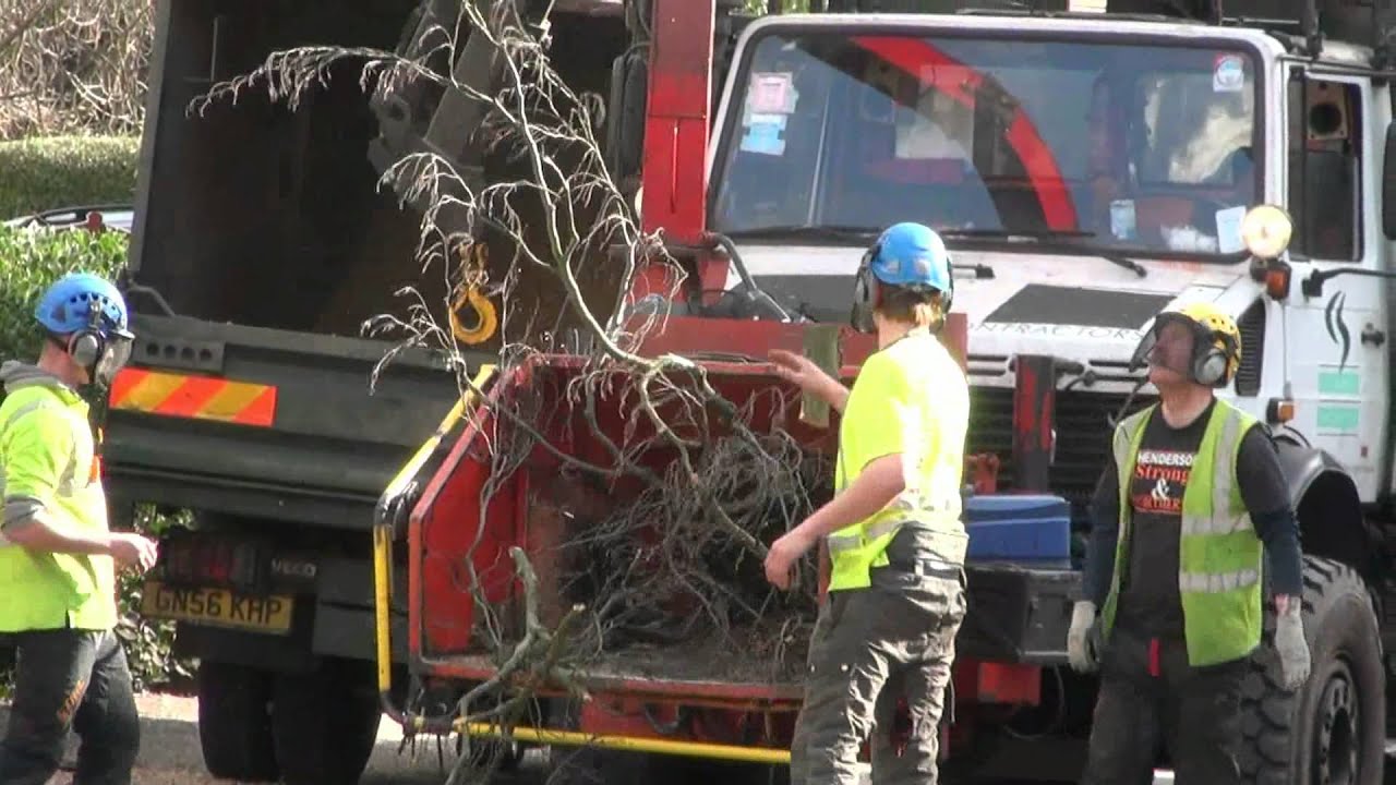 Tree Preservation the Camden Council Way