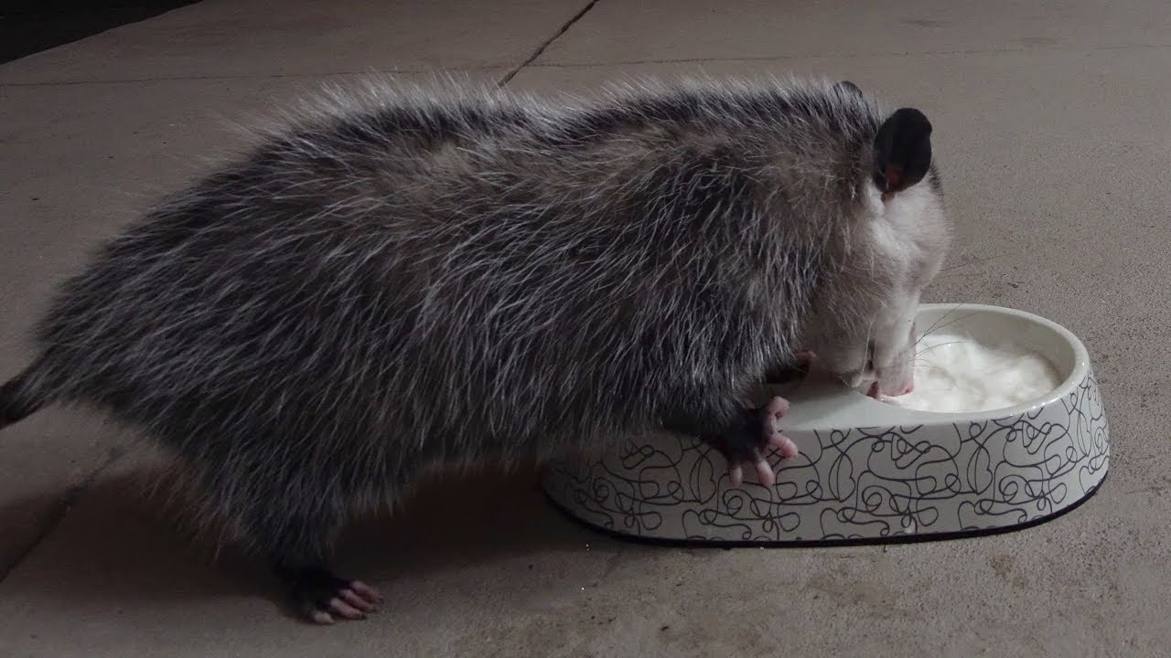Possums Eating Yogurt