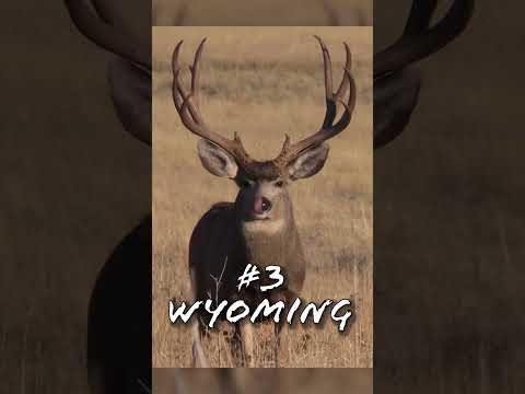 TOP 5 STATES FOR HUNTING MULE DEER!