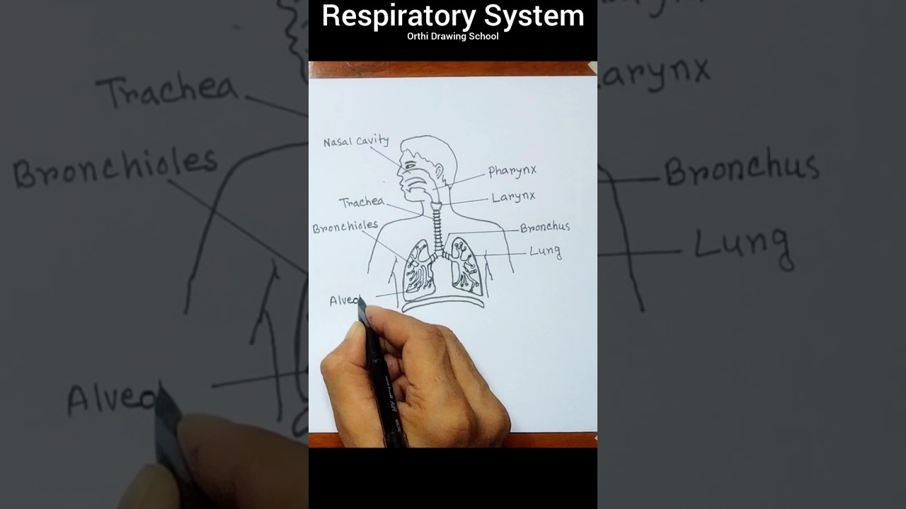 Respiratory System Diagram #shorts #respiratorysystem #respiratorysystemdiagram