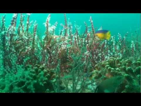 The Science Behind Florida's Marine Fisheries (entire program)