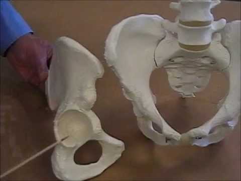 pelvis
