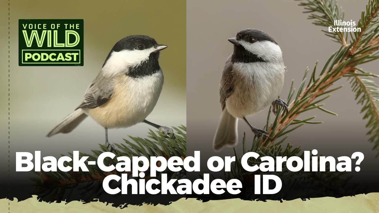 Episode 37: Black-Capped or Carolina? Chickadee ID – Voice of the Wild