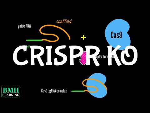 CRISPR KO | CRISPR Knockout | CRISPR Screening |