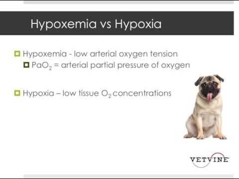 Hypoxia vs Hypoxemia