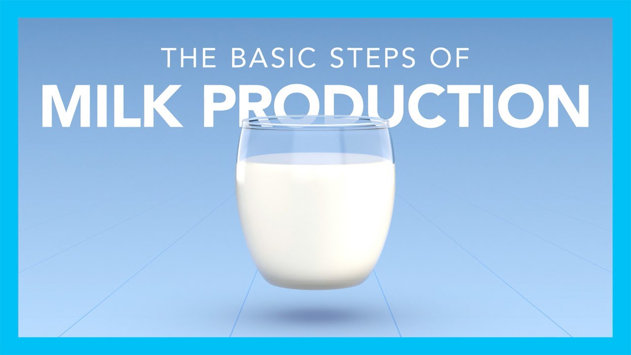 The basic steps of milk production