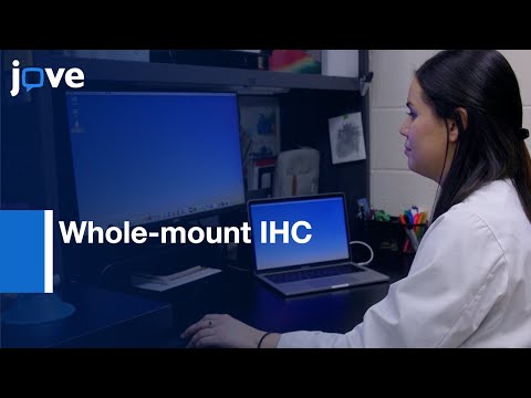Whole-mount IHC and 3D Reconstruction for PAA Analysis | Protocol Preview
