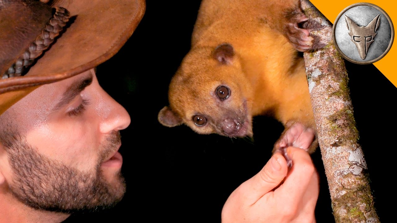 I Encountered a MYSTERIOUS Kinkajou in the Rainforest!
