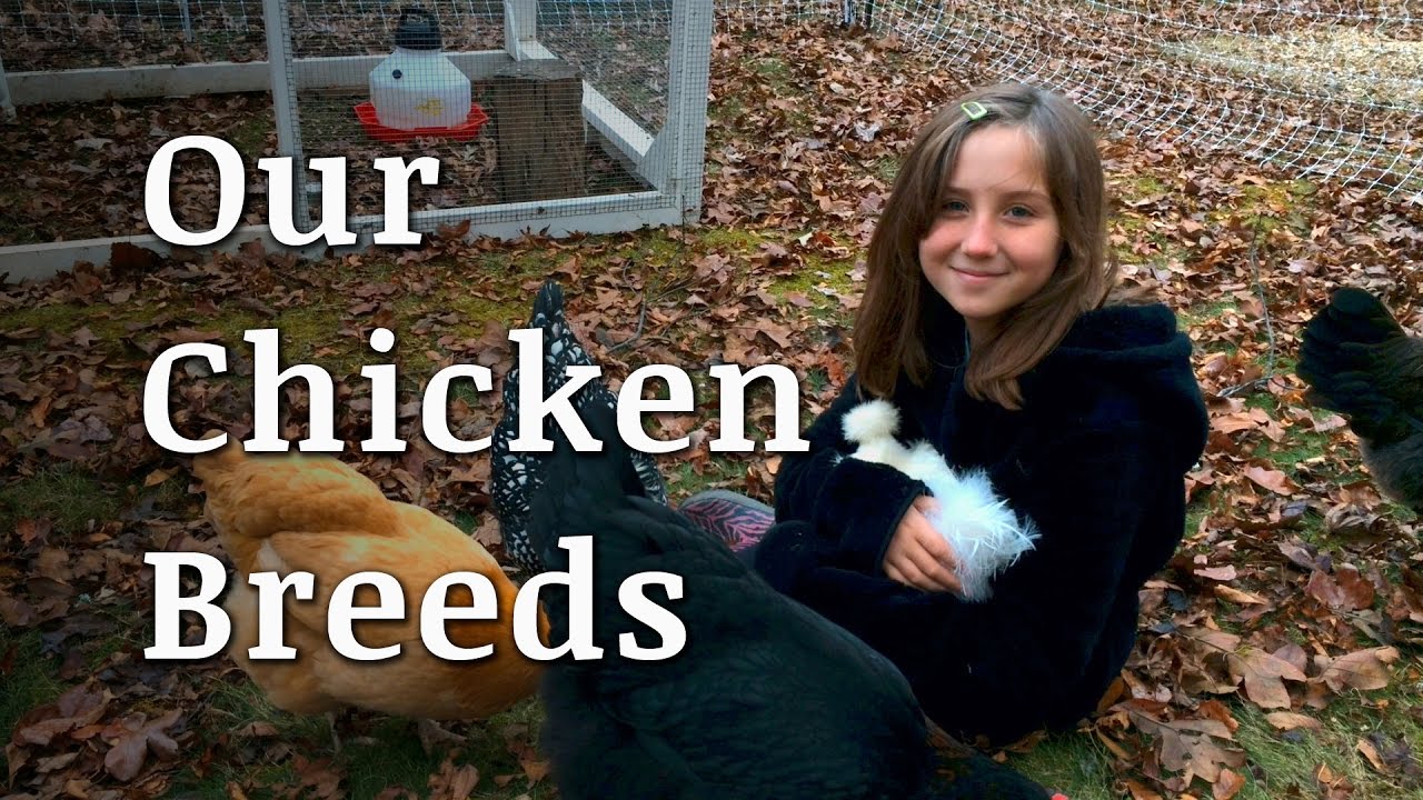 Our Backyard Chicken Breeds