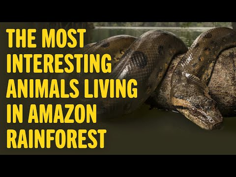 The Most Interesting Animals Living in Amazon Rainforest | Animal World