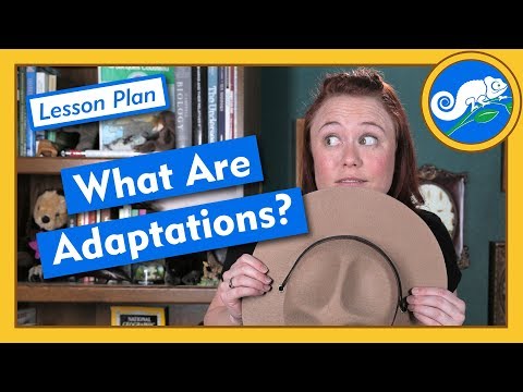 What Are Adaptations? - Lesson Plan