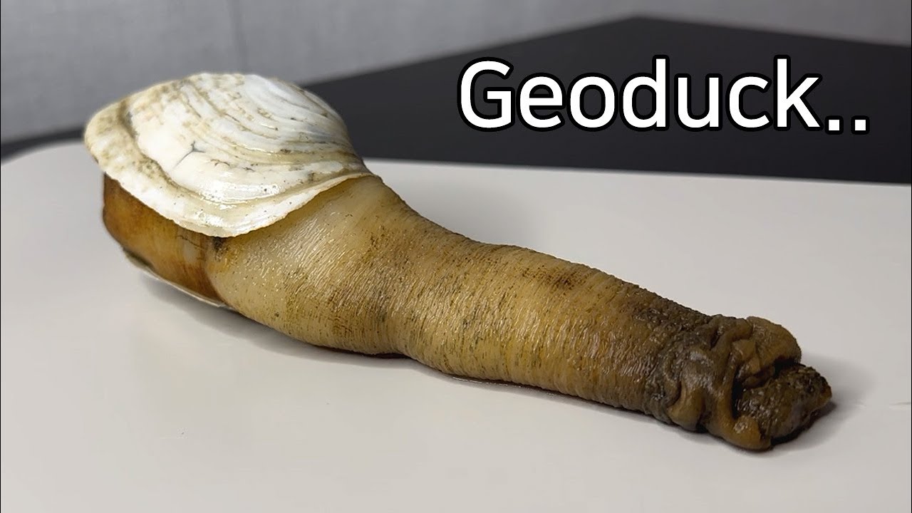 What Is So Unique About a Geoduck ? - Geoduck Dissection