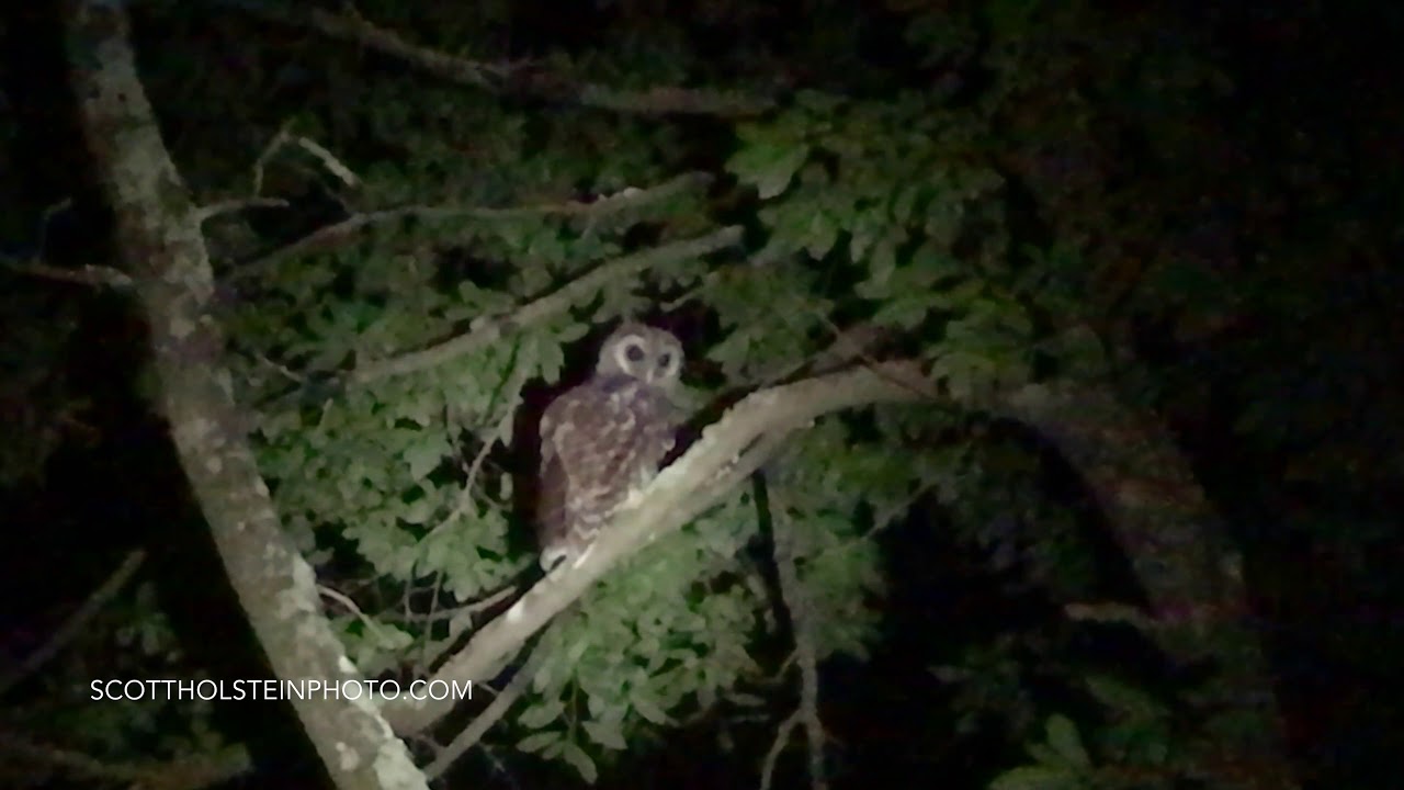 Juvenile Barred Owl