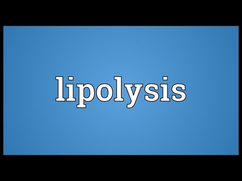 Lipolysis Meaning