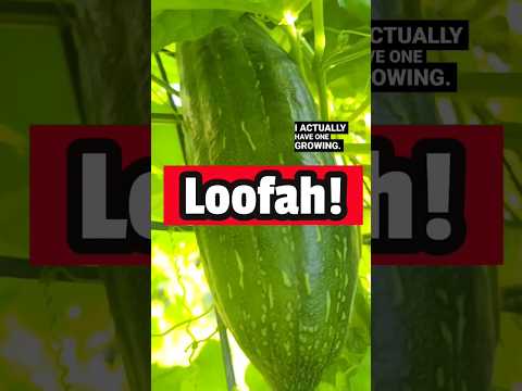 Loofah!! 😃