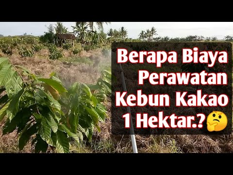 Biaya perawatan Kebun Kakao Seluas 1 Ha