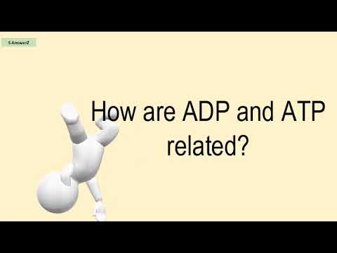 How Are ADP And ATP Related?