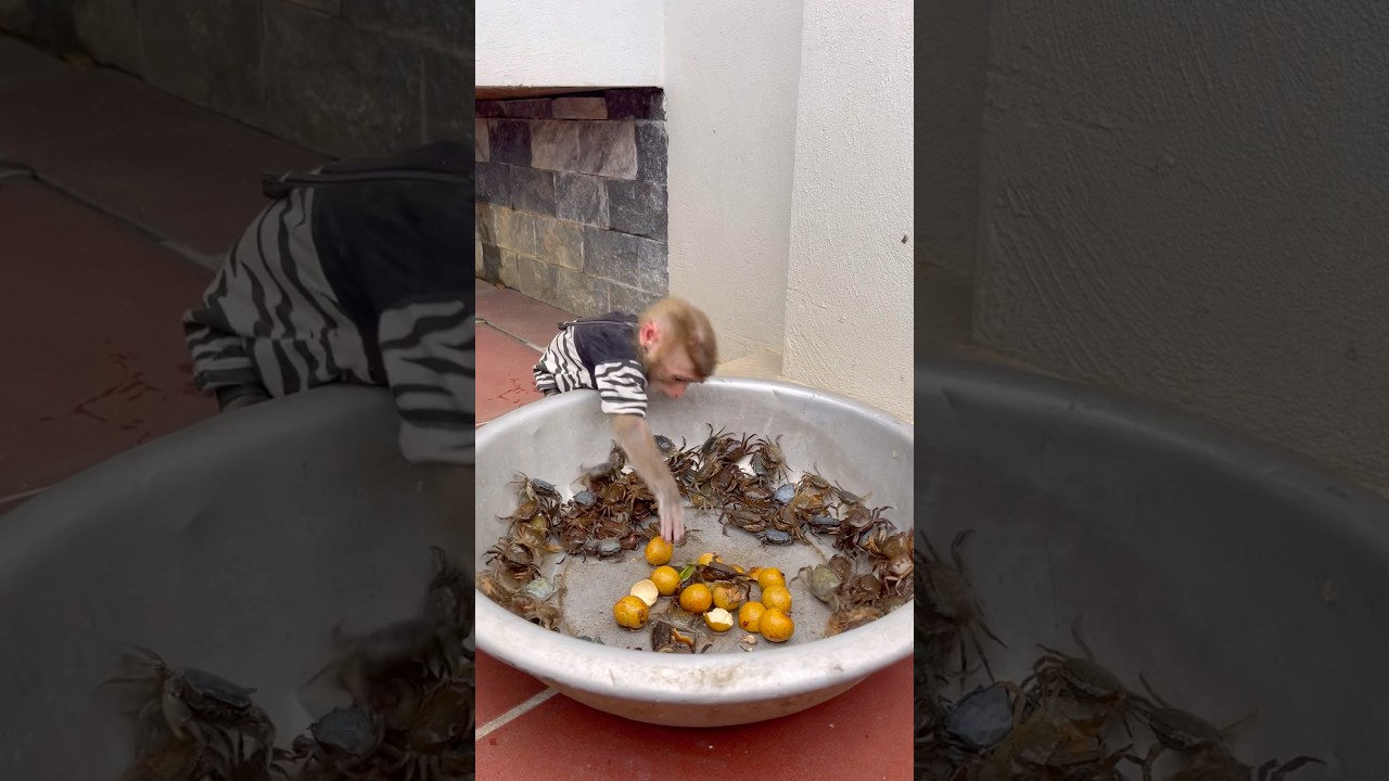 Oh no, little monkey Lele is stealing the crab's food!🙈