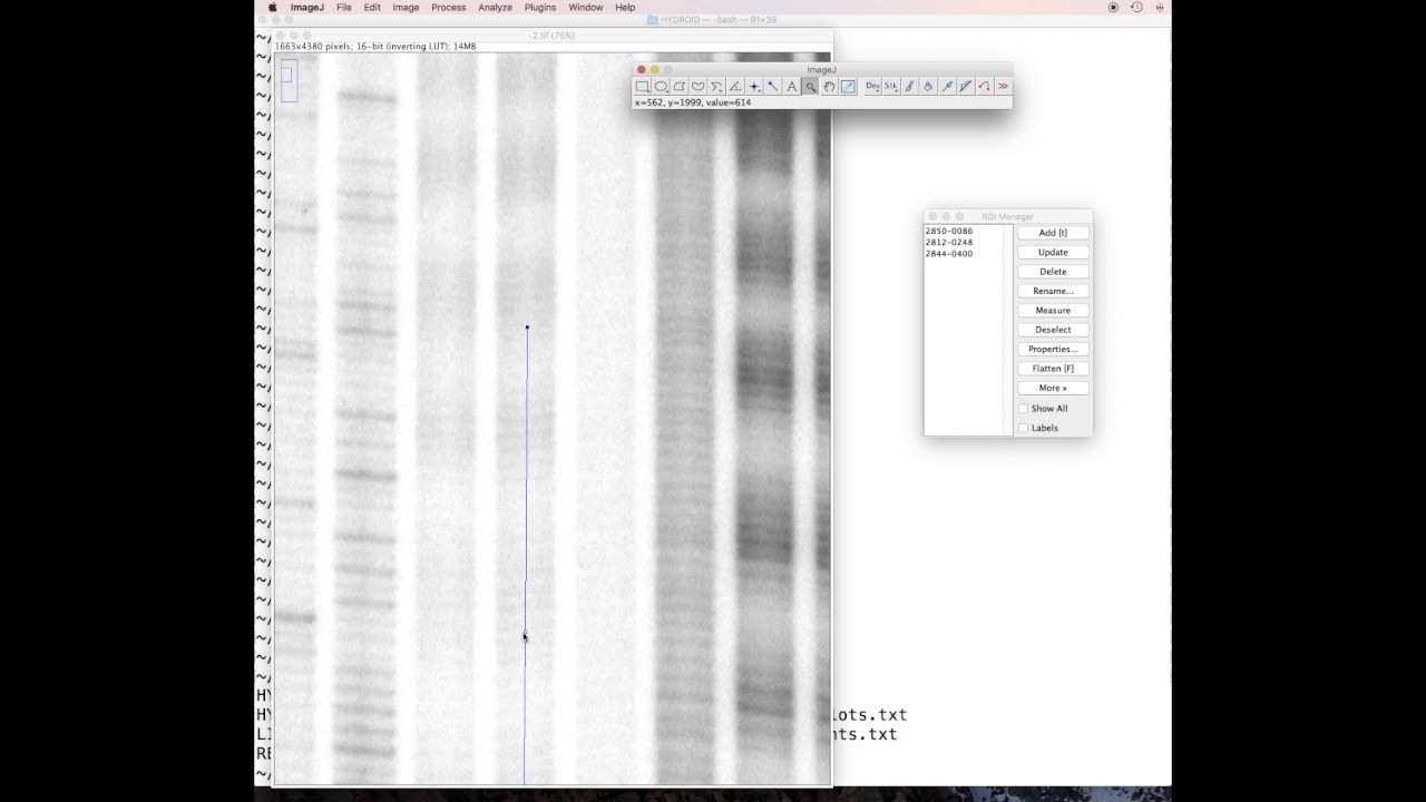 HYDROIDexp, Step 1: Gel image digitization using ImageJ