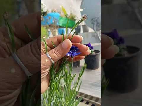 Cornflower