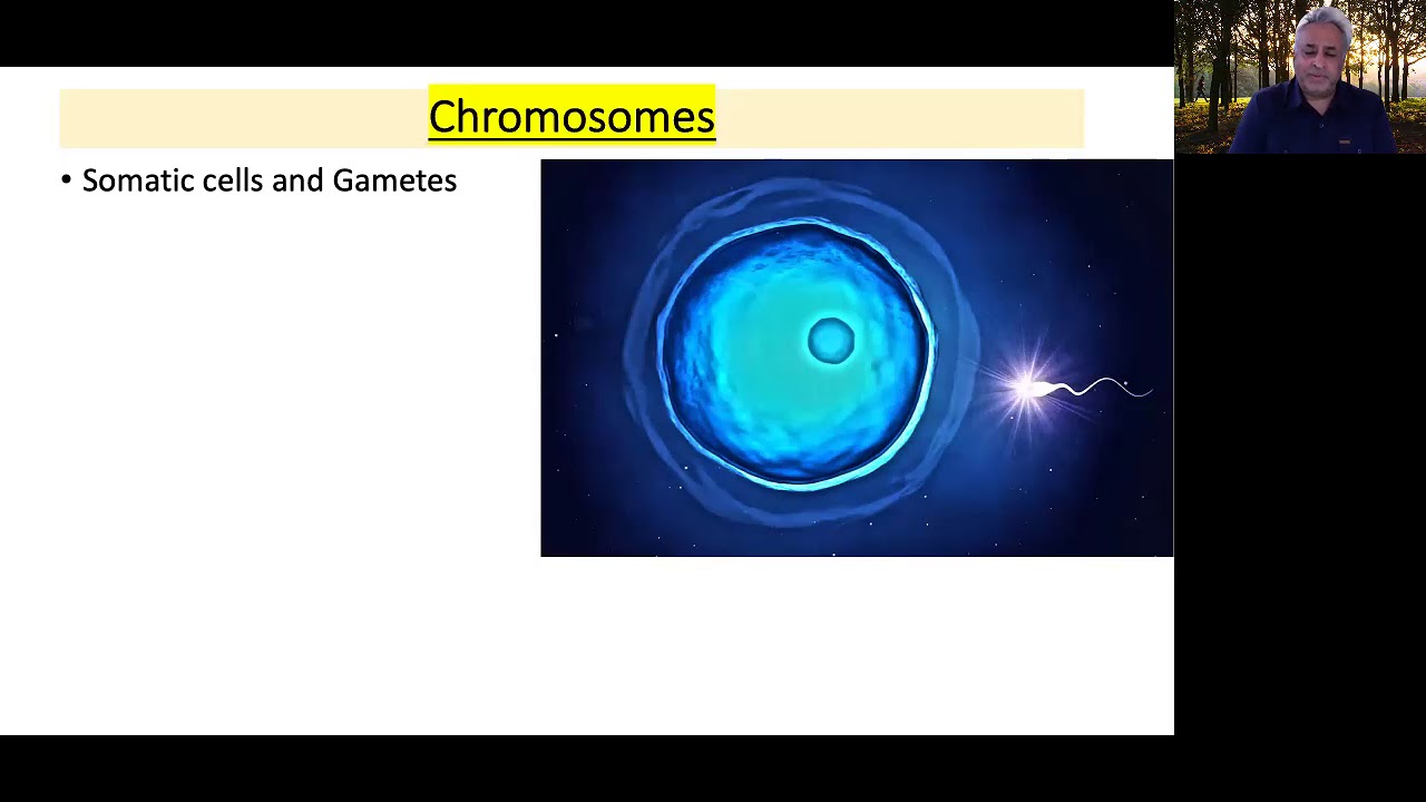 Genetics Cell Division Chromosomes L1