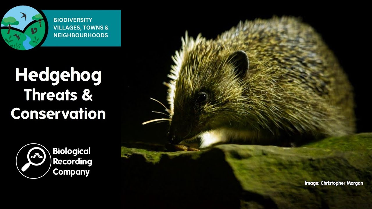 Hedgehog Threats and Conservation