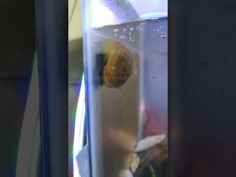 Comment Some Names Below For The Snail