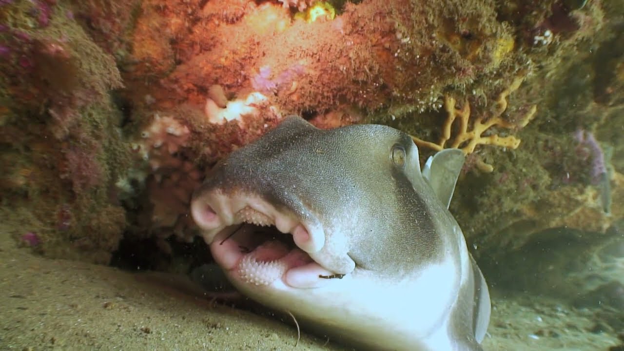 Shark With No Teeth #shorts