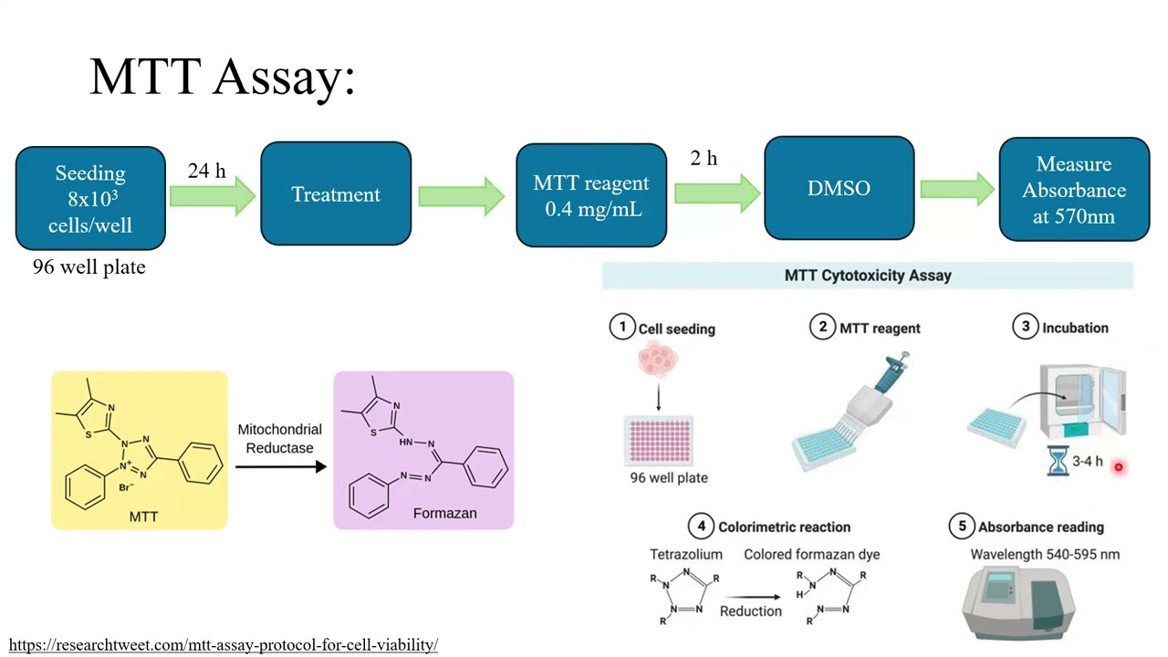 Understanding the MTT Assay: Protocol, Principle, and Troubleshooting ...
