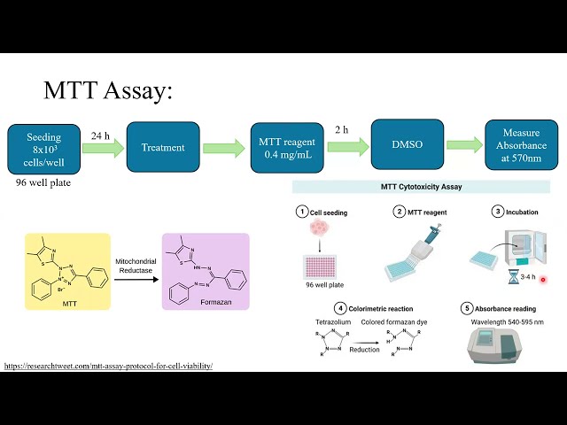 Understanding the MTT Assay: Protocol, Principle, and Troubleshooting | Galaxy.ai | Galaxy.ai