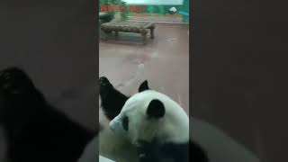 Kung Fu Panda in reality! A giant panda performs somersaults around its enclosure