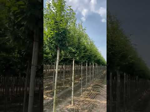 Hainbuche | Carpinus betulus 'Frans Fontaine'
