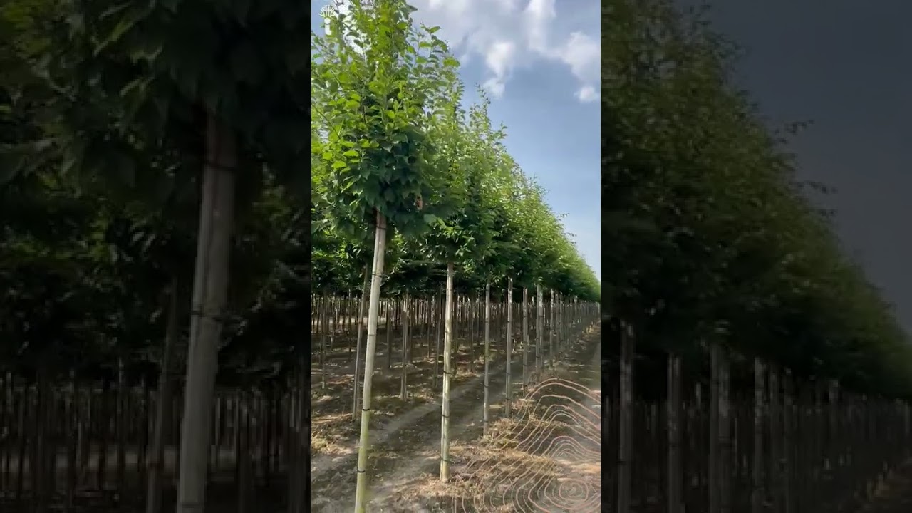 Hainbuche | Carpinus betulus 'Frans Fontaine'