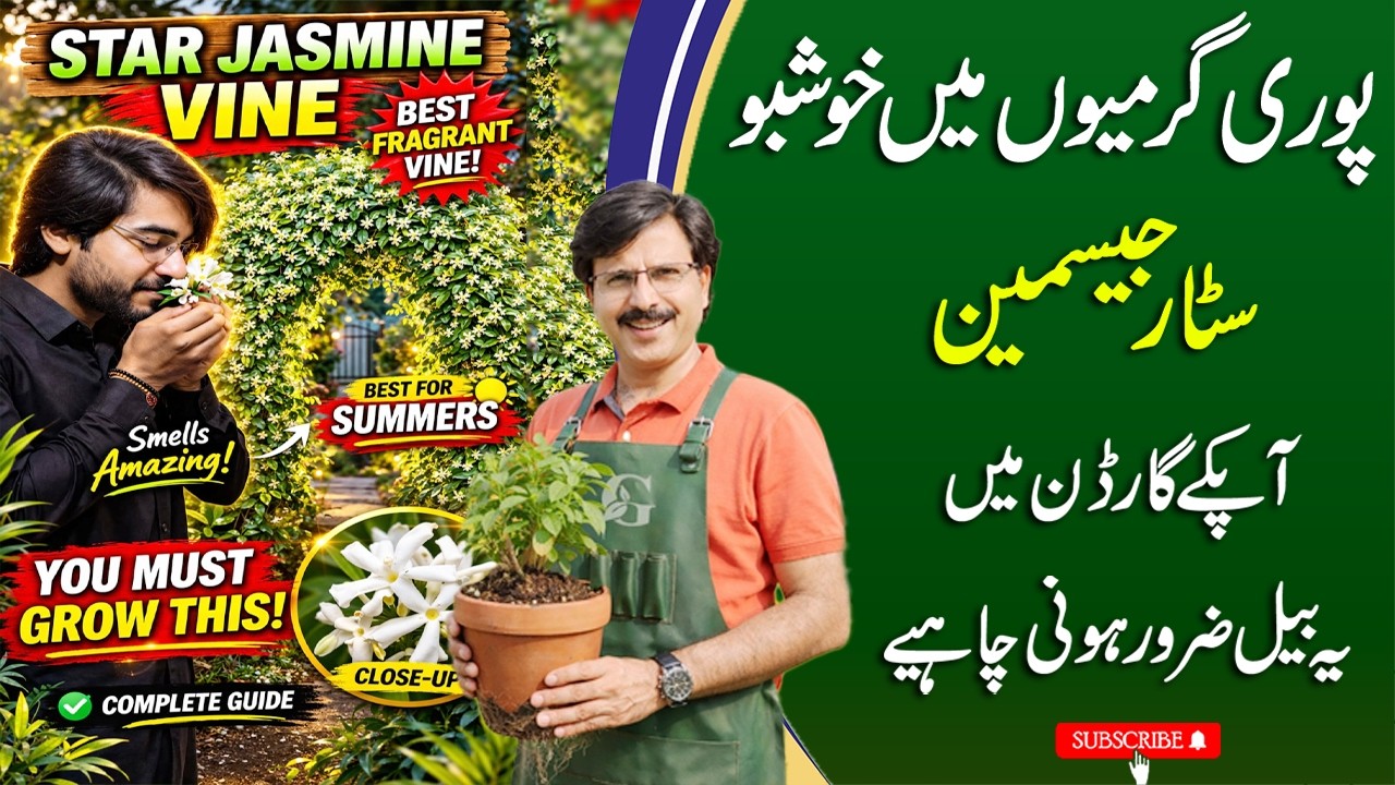 Fragrant Summer Loving Plant | Star Jasmine Vine Care & Growing Tips. Complete Guide