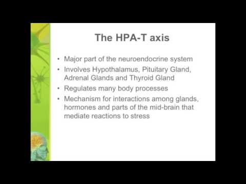 Neuroendocrine System and The HPA-T Axis