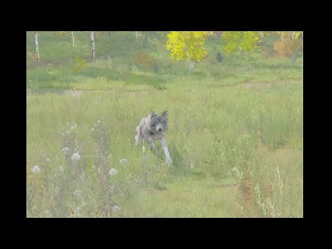 Steam Community :: Video :: Absolutly normal wolf pack in DayZ 2022