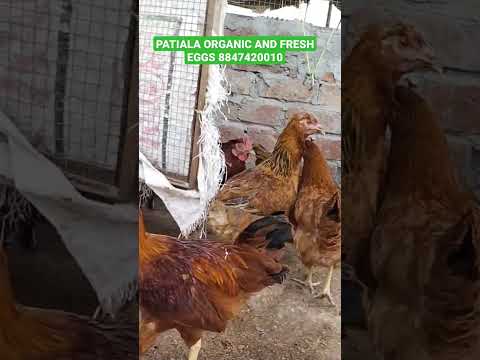 Country Chicken - Wholesale Price & Mandi Rate for Desi Chicken