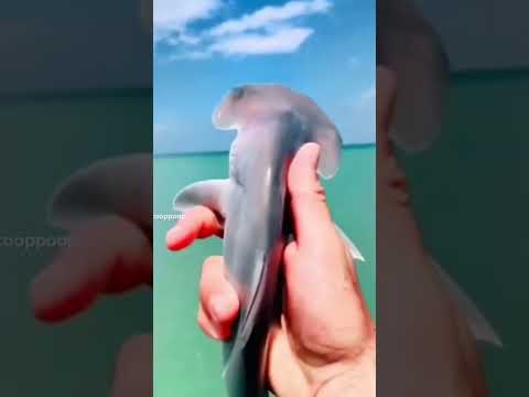 THIS IS A BABY HAMMER SHARK 🦈