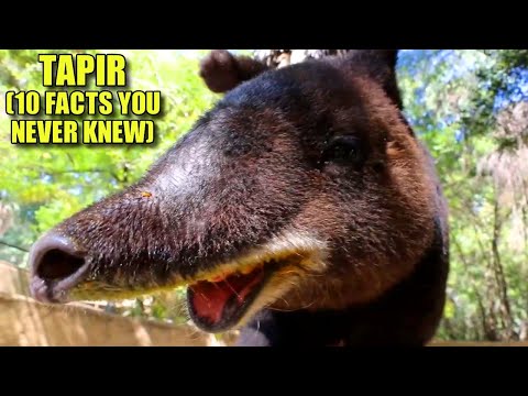 Tapir ☁️ (10 FACTS You NEVER KNEW)