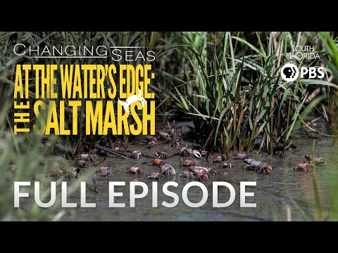 At the Water's Edge: The Salt Marsh - Full Episode