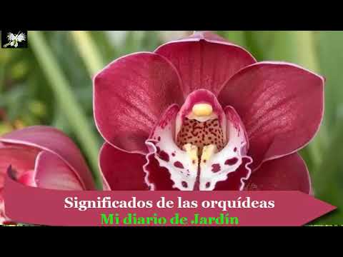 SIGNIFICADO DE cada ORQUÍDEA, Mi Diario de Jardin