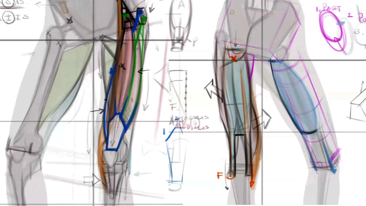Everything you Need to Know about Leg Anatomy