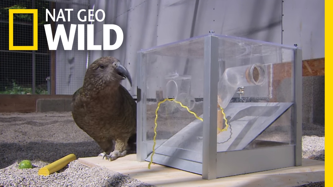 That's One Smart Bird | Animal All-Stars