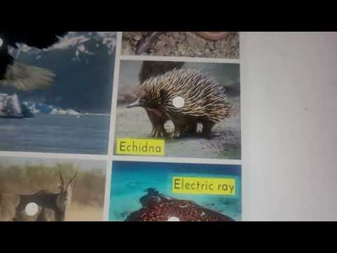 Every Animal That Start With E, Elephant, Eagle, Elk, Emu, Eel, and more