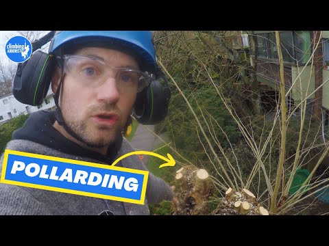 Pollarding trees / The how, why and when to do it