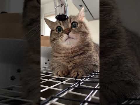 Curious Cat's Funny Antics Will Make You Laugh!