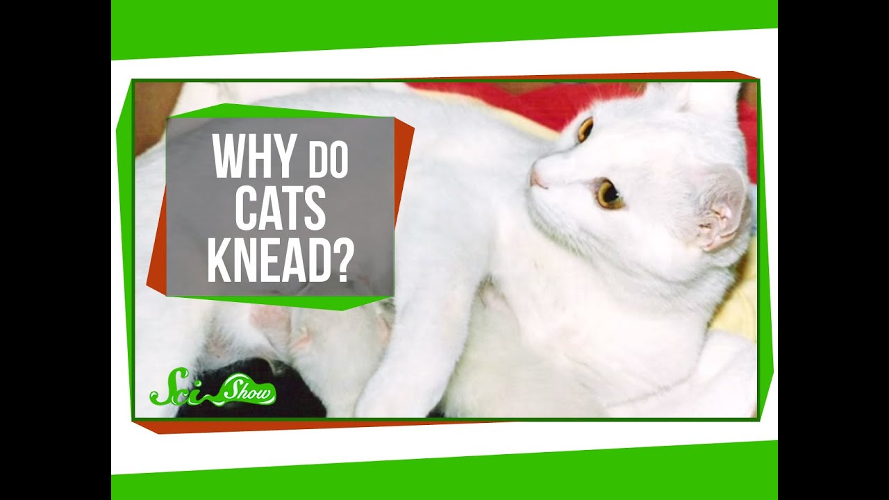 Why Do Cats Knead?