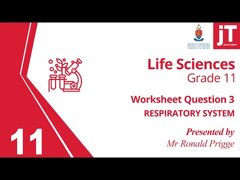 5. Gr 11 Life Sciences - Respiratory System - Worksheet Question 3